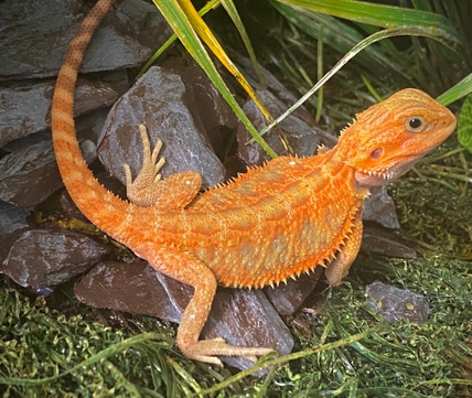 Danizard - MorphMarket