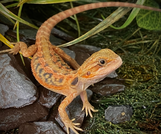 Hypotrans Tiger Central Bearded Dragon by Danizard