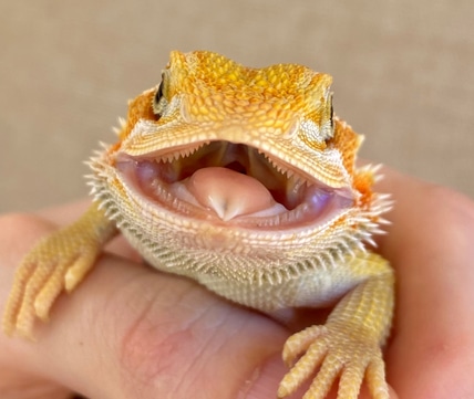 Danizard - MorphMarket