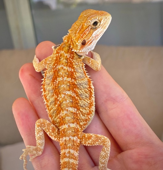 Hypo Het Trans Female Central Bearded Dragon by Danizard