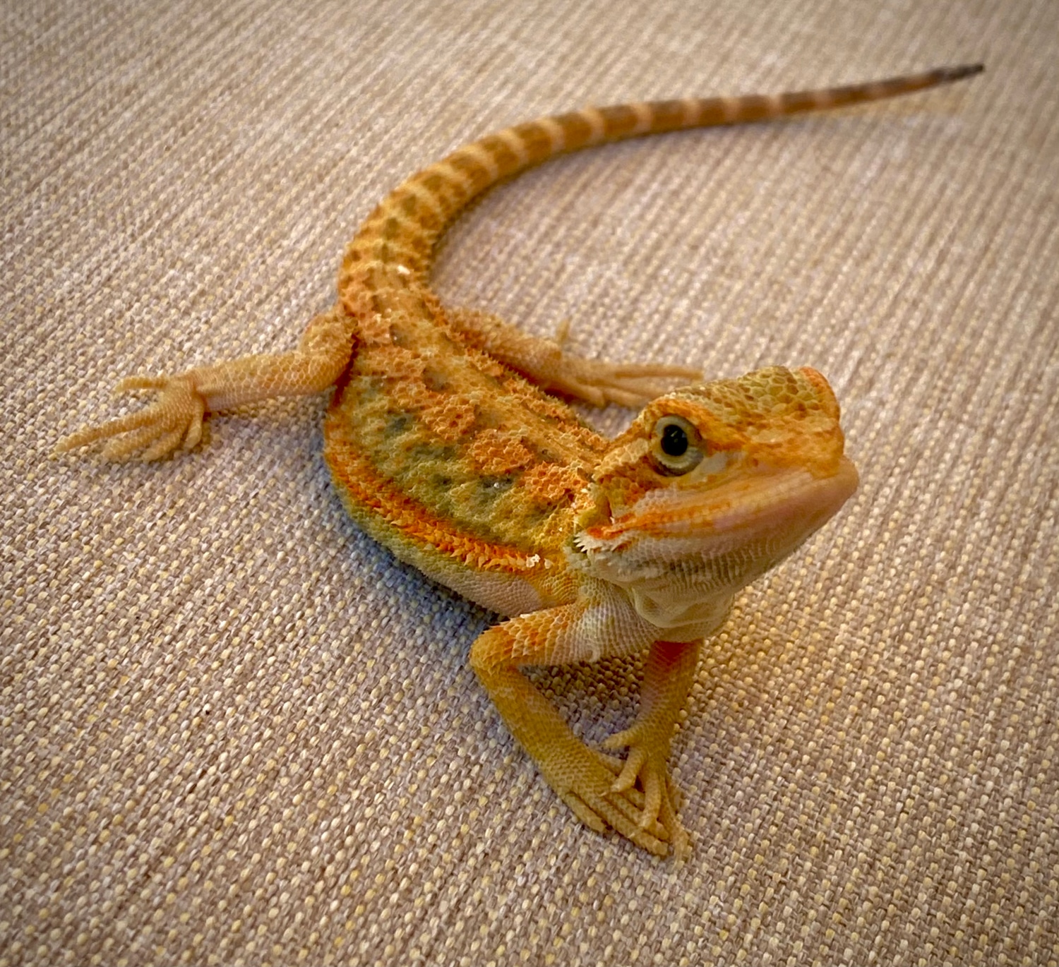 Very Polite Hypotrans Central Bearded Dragon by Danizard - MorphMarket