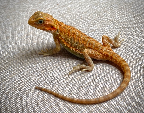 Hypotrans Female Central Bearded Dragon by Danizard