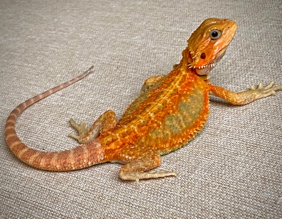 Holdback Hypo Trans Central Bearded Dragon by Danizard