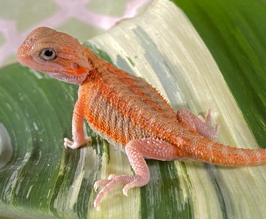 Hypotrans Sweet Dude Central Bearded Dragon by Danizard