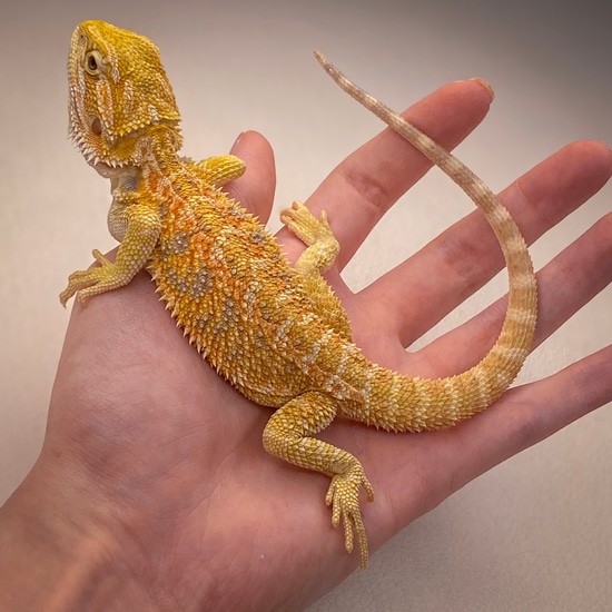 Hypo Het Trans Bearded Dragon Central Bearded Dragon by Danizard