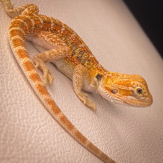 Hypo, Het Trans Bearded Dragon Central Bearded Dragon by Danizard