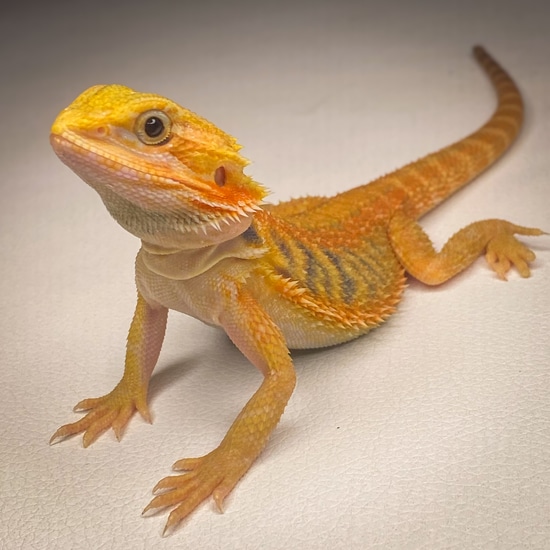 Hypotrans Tiger Bearded Dragon Central Bearded Dragon by Danizard