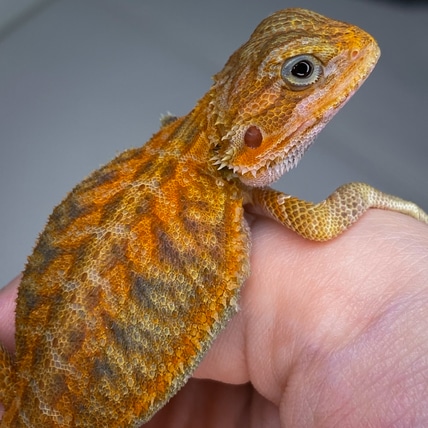 Danizard - MorphMarket