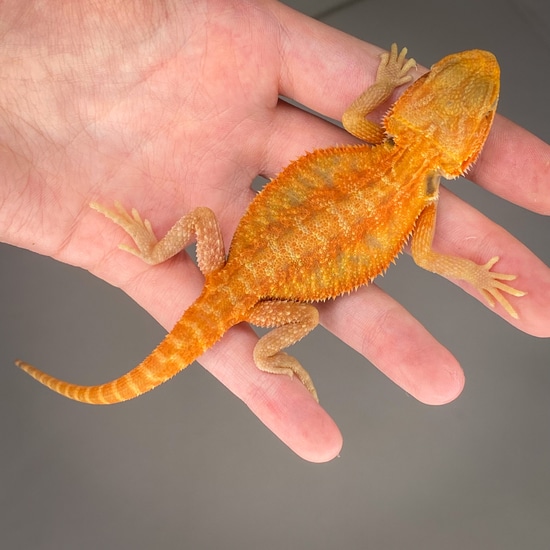 High Color Hypotrans Bearded Dragon Central Bearded Dragon by Danizard