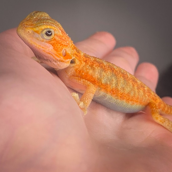 Hypotrans Bearded Dragon Central Bearded Dragon by Danizard