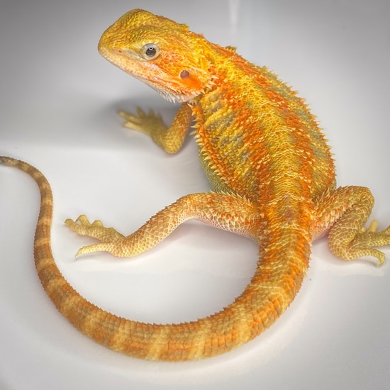 Bold Color Stripe Hypotrans Bearded Dragon Central Bearded Dragon by ...