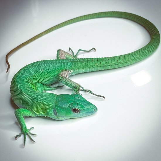 CB Female, Socialized Green Keel Belly More Lizard by Danizard