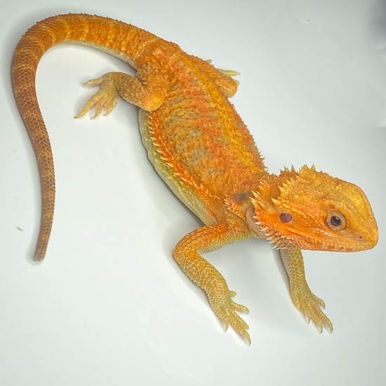 Deep Orange Hypotrans Bearded Dragon Central Bearded Dragon by Danizard