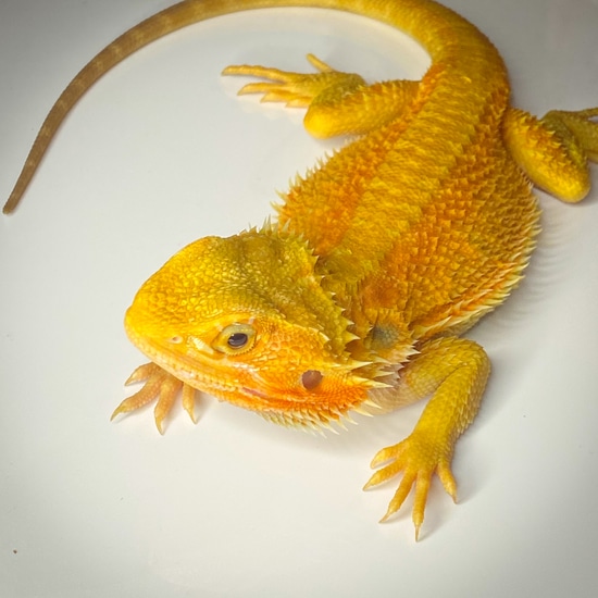 “Color-Stripe” Hypotrans Bearded Dragon Central Bearded Dragon by Danizard