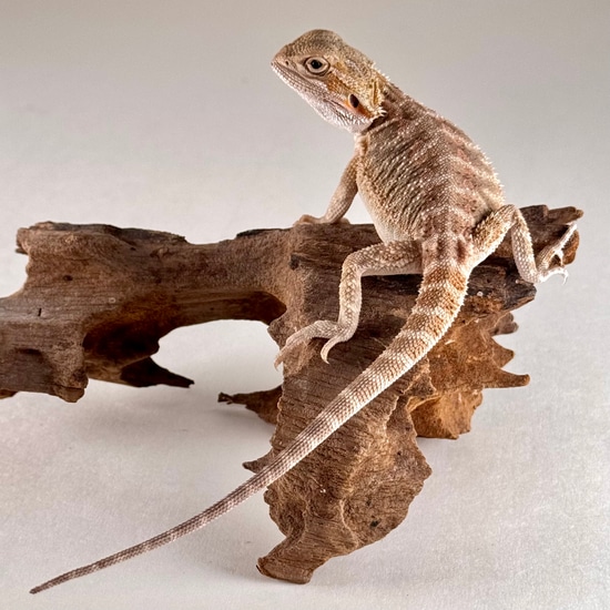 100% Het Zero/Trans Central Bearded Dragon by Danizard