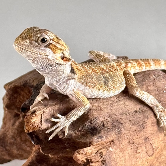 100% Het Zero/Trans Central Bearded Dragon by Danizard