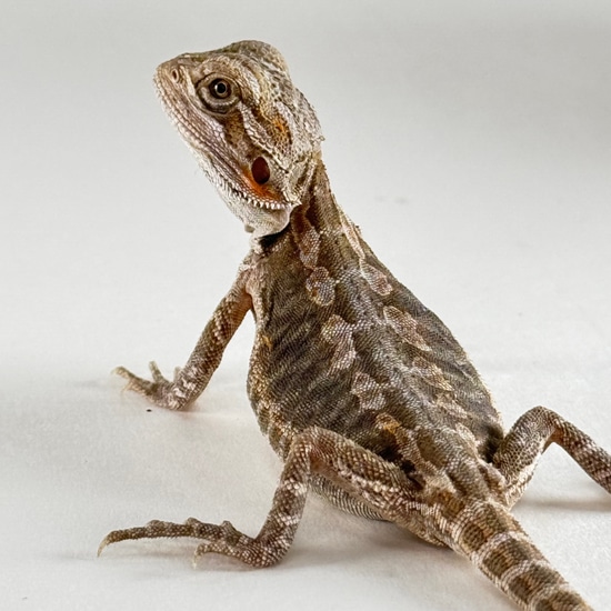 100% Het Zero/Trans Central Bearded Dragon by Danizard
