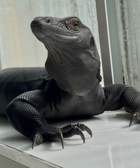 2022 Tame Jet-Black Dragon Water Monitor by Danizard