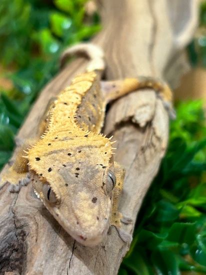 Male Dalmation Yellow And Cream Juvenile Crested Gecko by Agape Geckos