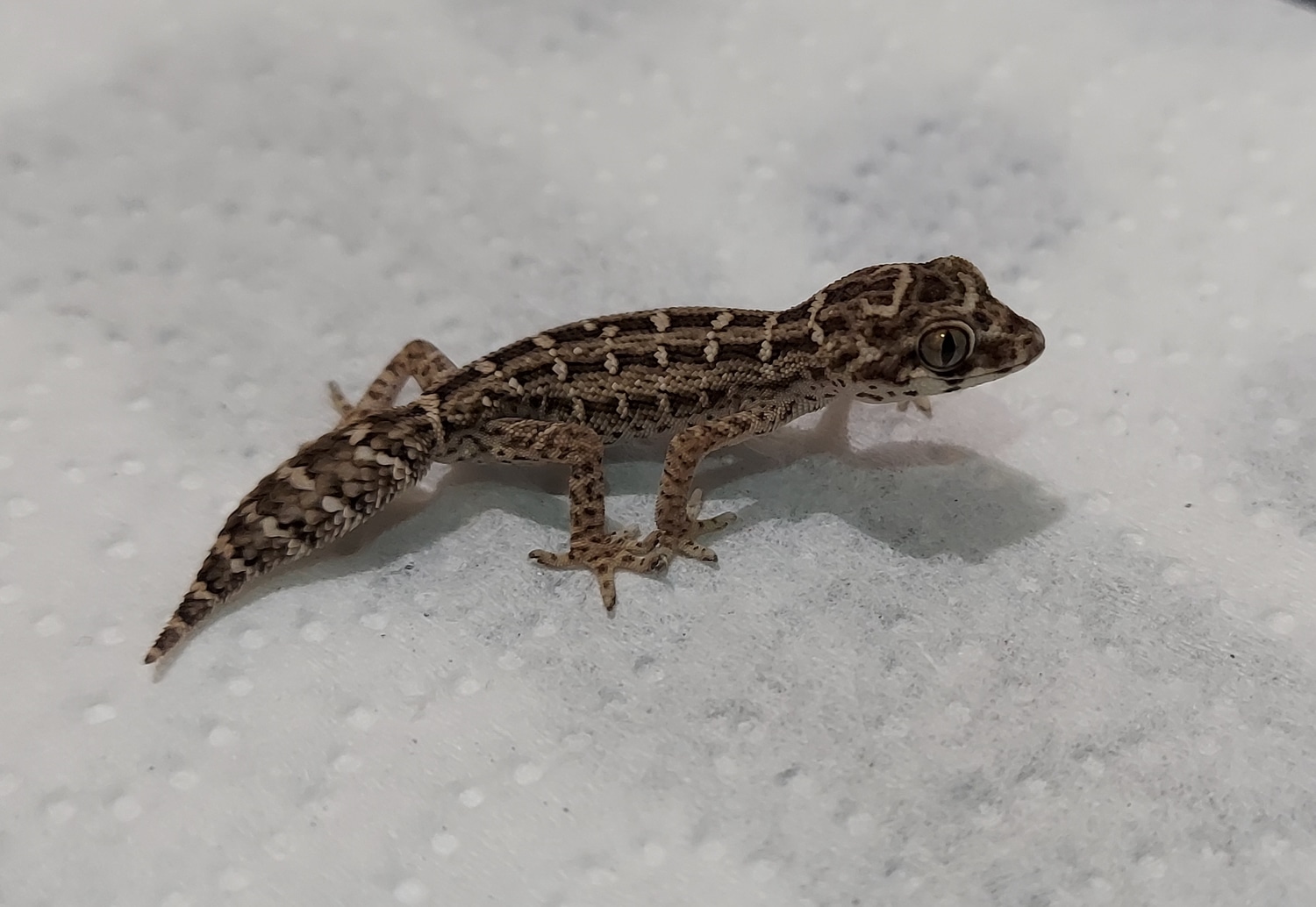 Possible Male Viper Gecko More Gecko by Danni's Cresties - MorphMarket
