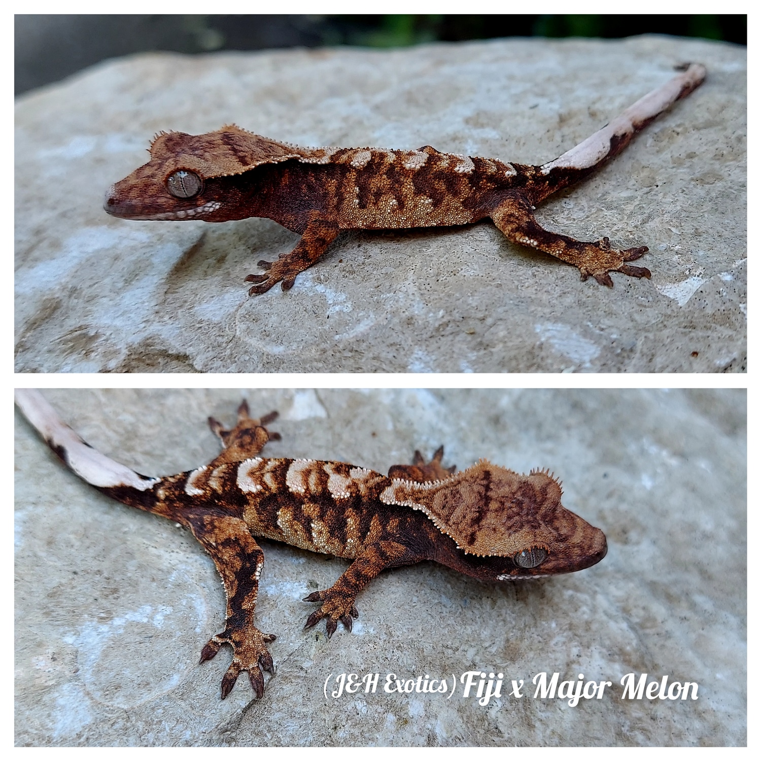 Dark Based Extreme Harlequin Crested Gecko by Danni's Cresties ...