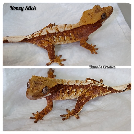 Beautiful White Spot Juvie Crested Gecko by Danni's Cresties