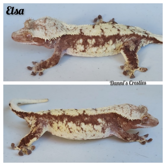 Elsa Crested Gecko by Danni's Cresties