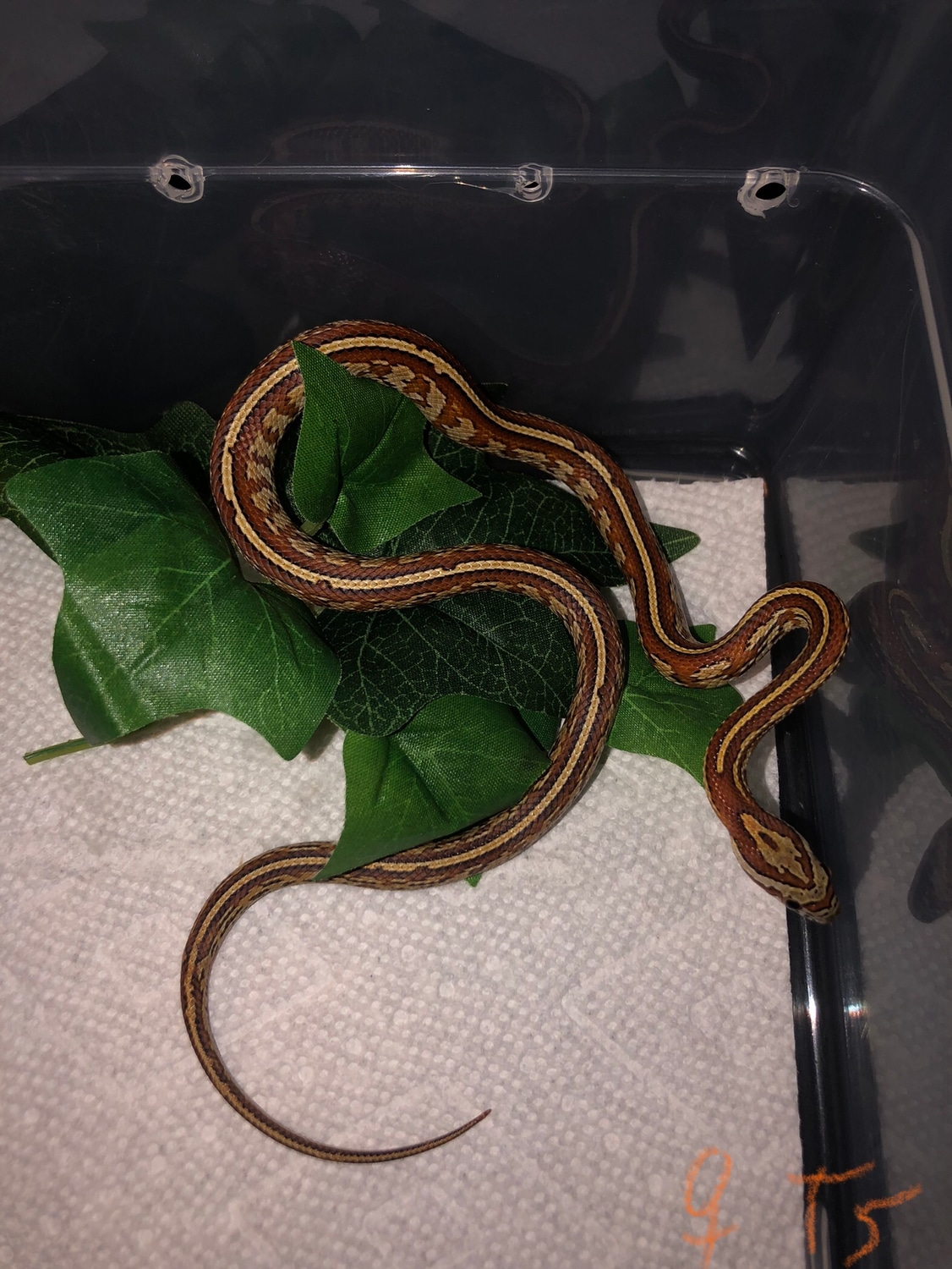 Tessera Het Caramel/motley/diffused Pos Ultramel Corn Snake by Shac ...