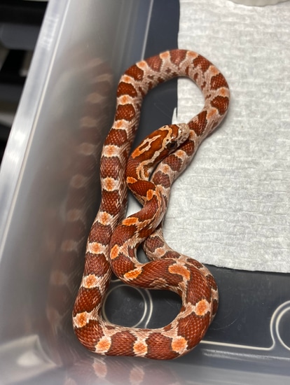 Hypo Het Kastanie Corn Snake by Shac Scales