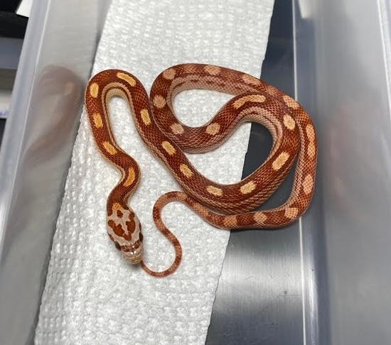 Ultramel Motley Corn Snake by Shac Scales