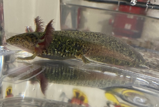 Wild Type *MD PICK UP ONLY Axolotl by Shac Scales
