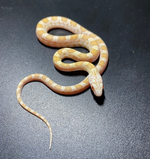 Saffron Het Motley Corn Snake by Shac Scales