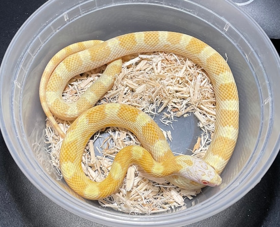 Saffron Motley Corn Snake by Shac Scales
