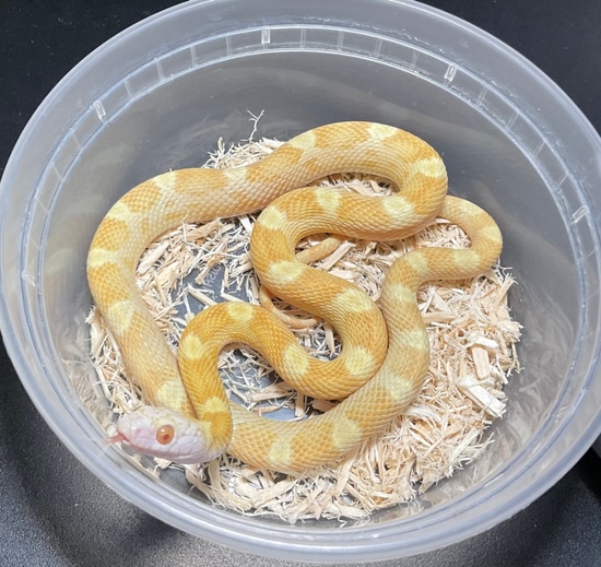 Saffron Motley Corn Snake by Shac Scales