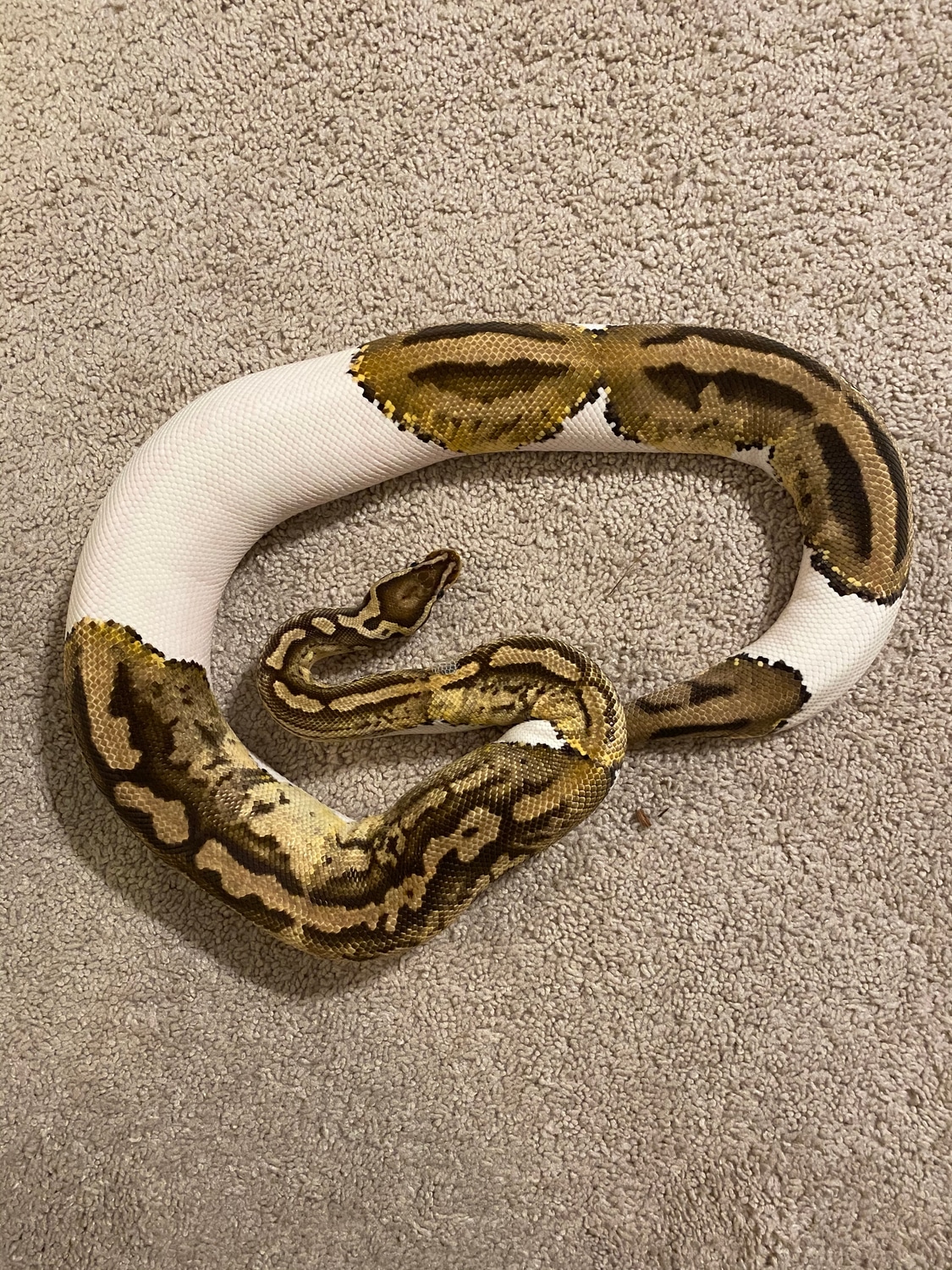 Pastel Piebald Ball Python by LowCountry Coldbloods - MorphMarket