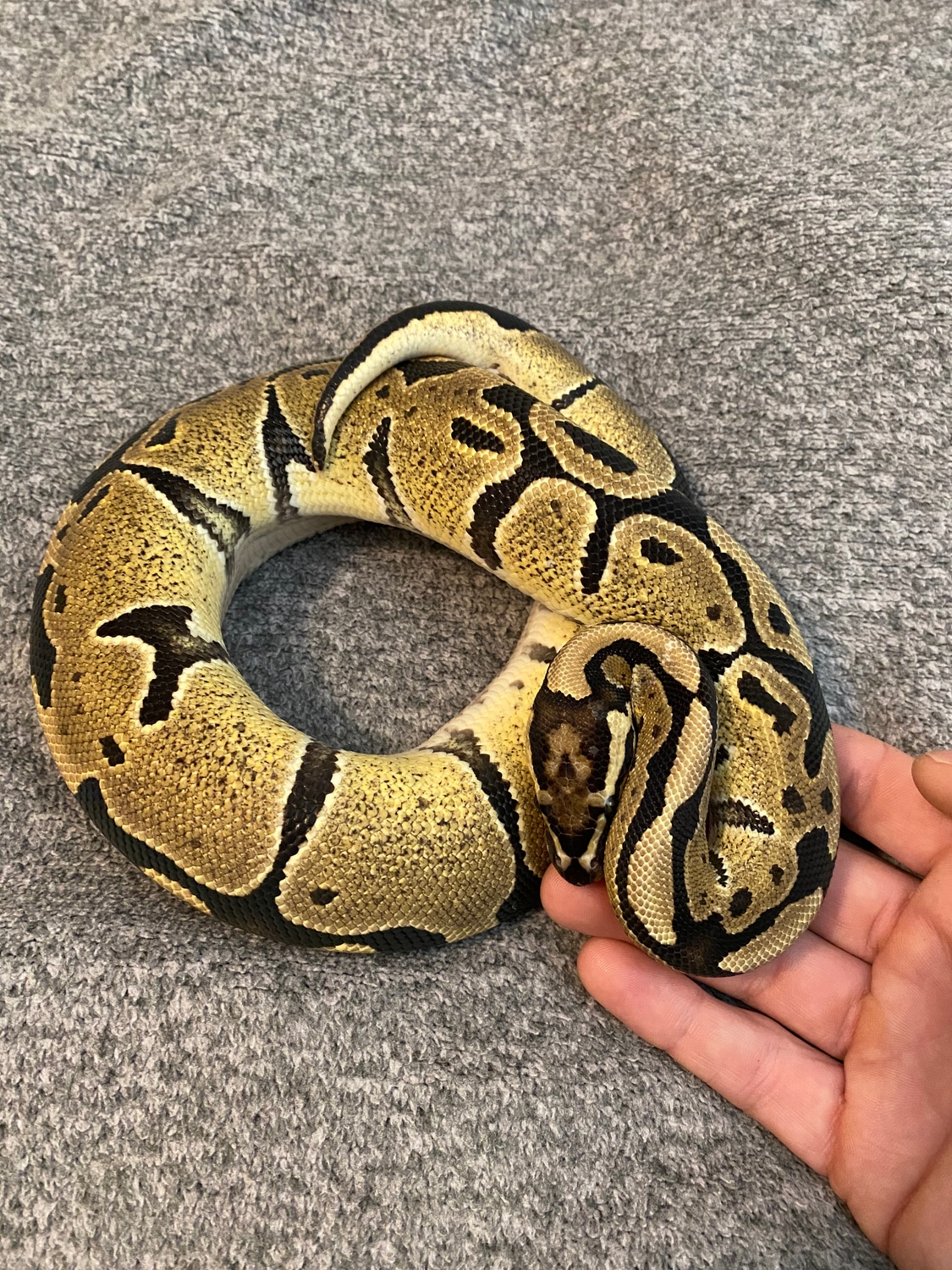 Vanilla Ball Python by LowCountry Coldbloods - MorphMarket