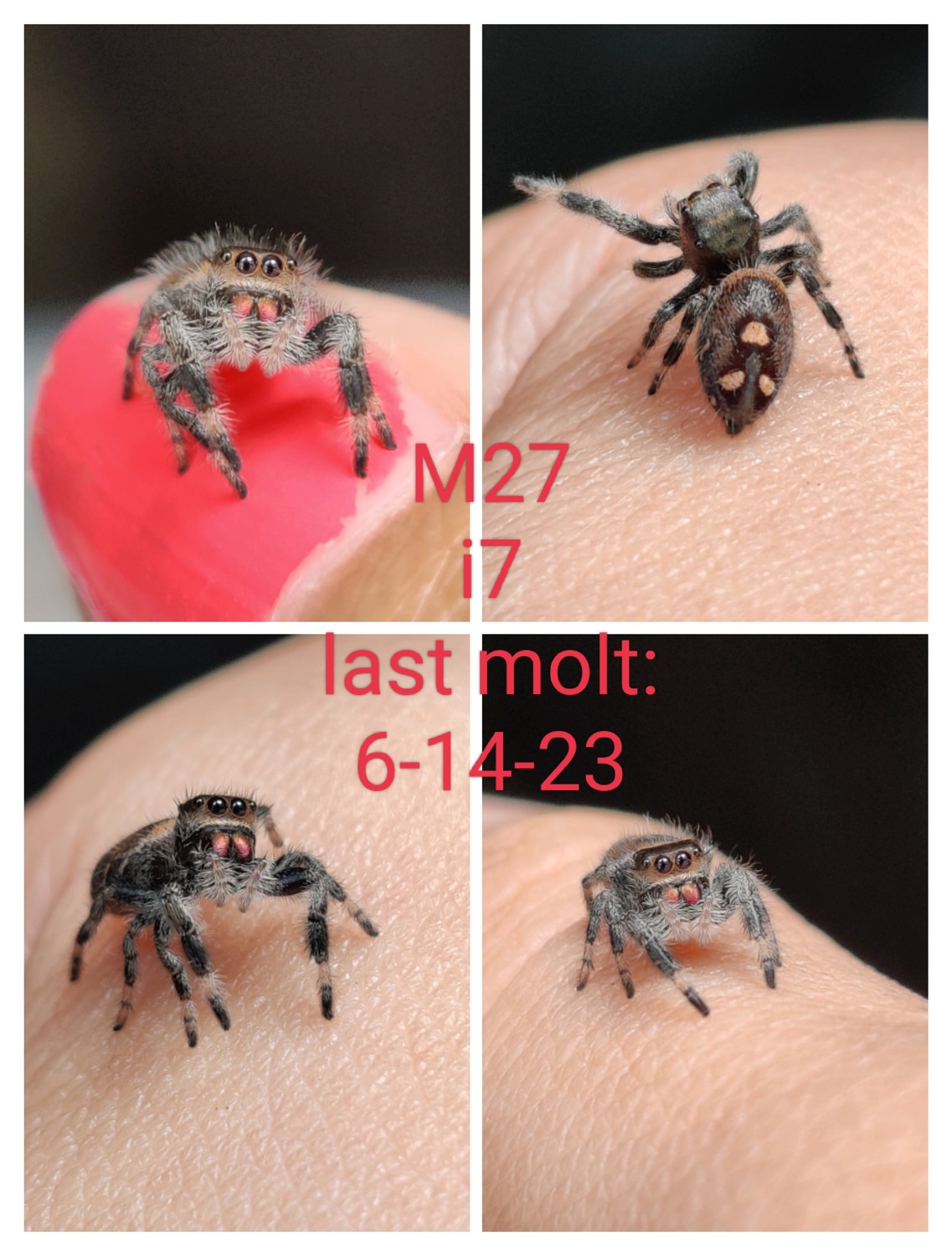 Female Regal Jumping Spider True Spider by Danie's Arachnids - MorphMarket