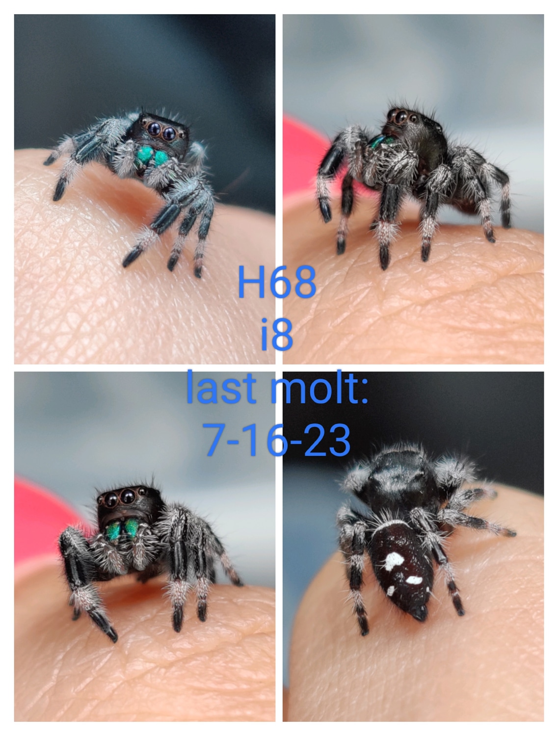 Orange Male Regal Jumping Spider True Spider by Danie's Arachnids ...