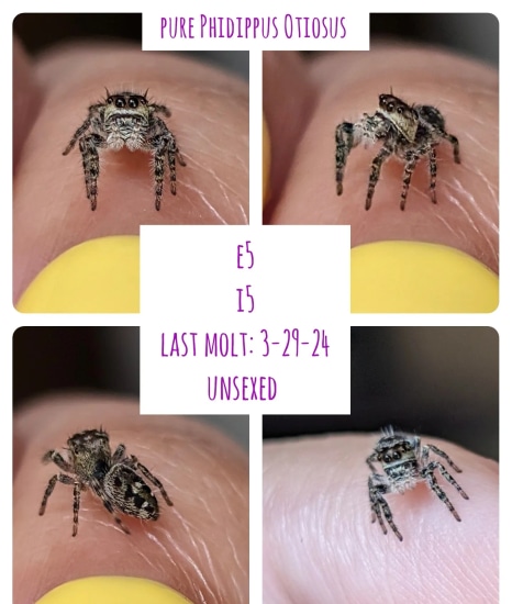 Phidippus Otiosus Juvenile Jumping Spider by Danie's Arachnids