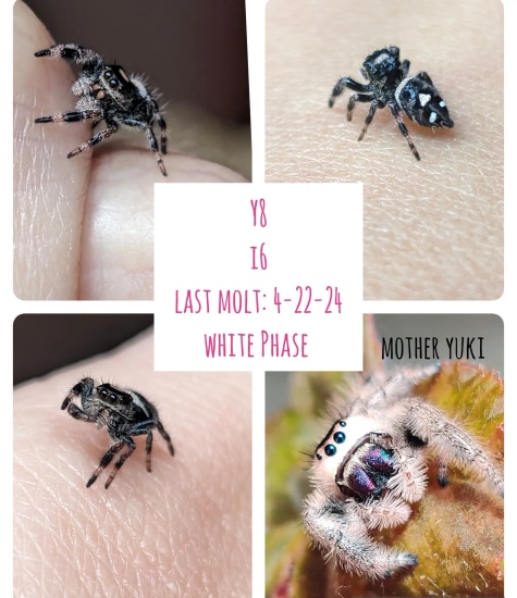 White Phase Regal Jumping Spider Female by Danie's Arachnids