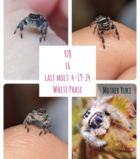 White Phase Regal Jumping Spider Female by Danie's Arachnids