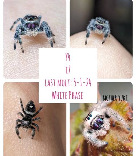 Regal Jumping Spider Female (White Phase) by Danie's Arachnids