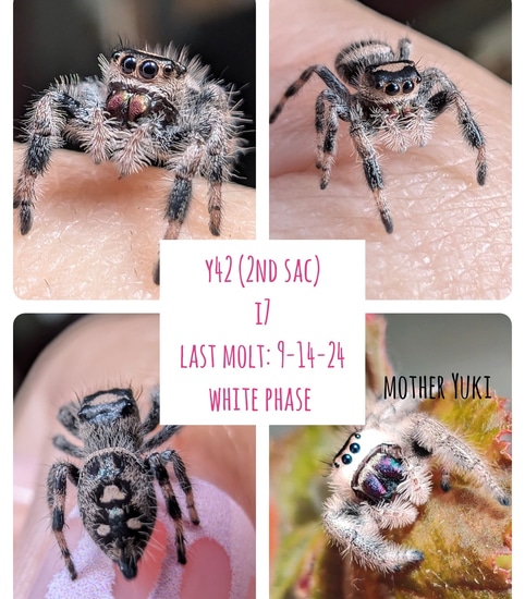 White Phase Regal Jumping Spider Female by Danie's Arachnids
