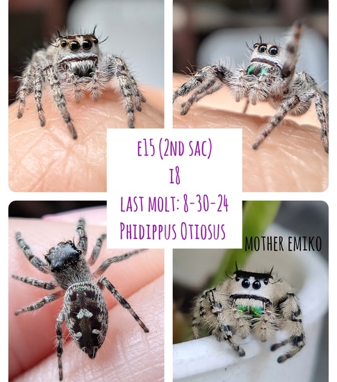 Phidippus Otiosus Jumping Spider by Danie's Arachnids