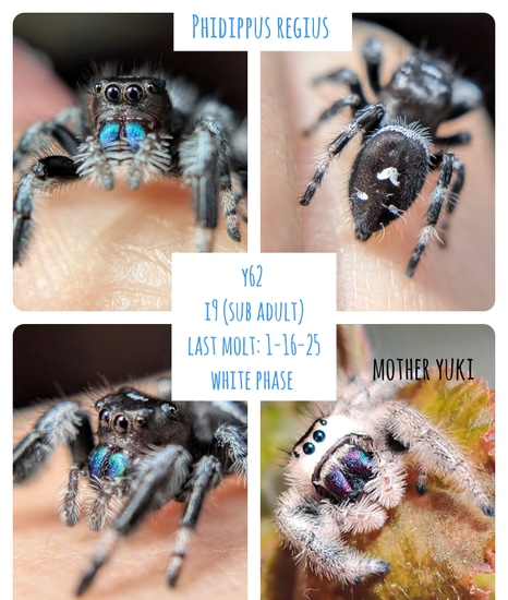 White Phase Regal Jumping Spider Male by Danie's Arachnids