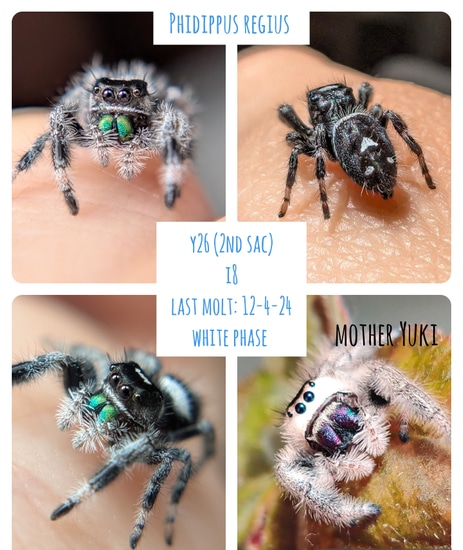 White Phase Regal Jumping Spider Male by Danie's Arachnids