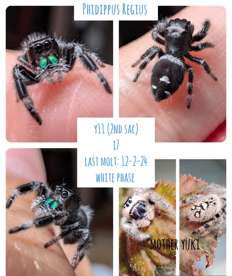 Male White Phase Regal Jumping Spider by Danie's Arachnids