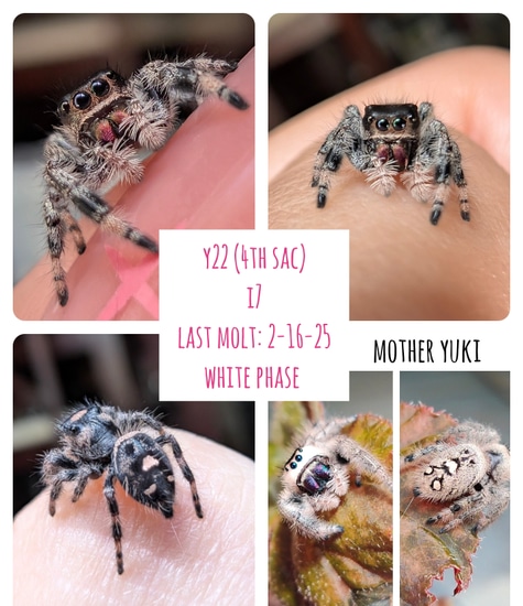 White Phase Regal Jumping Spider Female by Danie's Arachnids