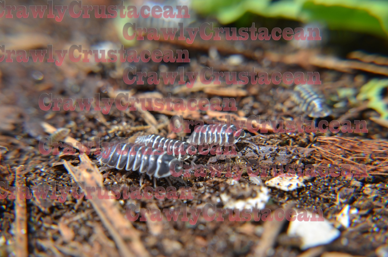 10+ Ct Zebra Isopods ~Armadillidium Maculatum by Crawly Crustacean ...