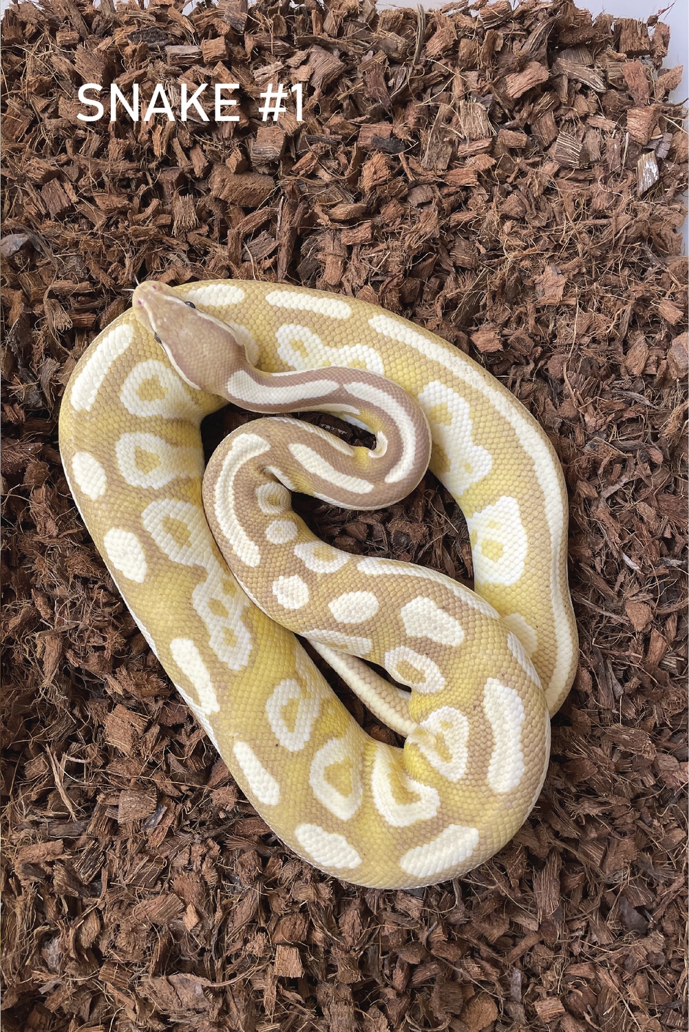 Banana/Mojave 1400G Ball Python by Dan's Ball Pythons - MorphMarket